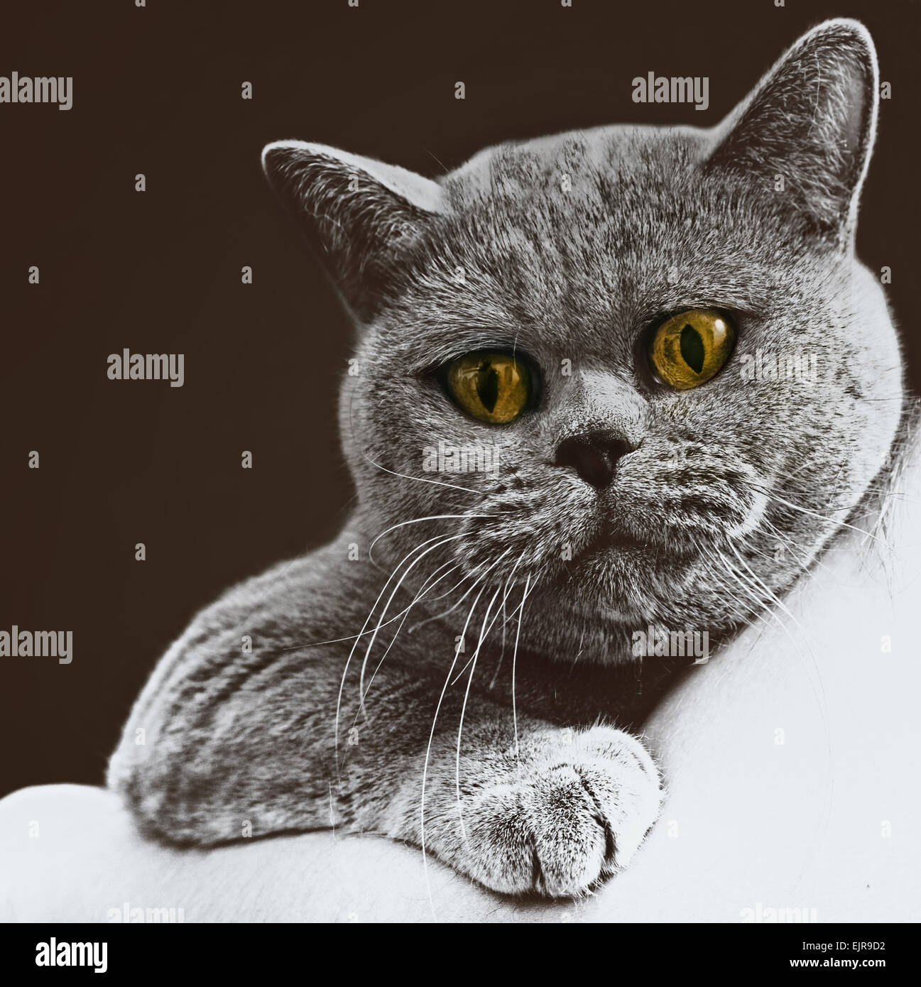 Portrait of young short-haired British gray cat on a black background ...