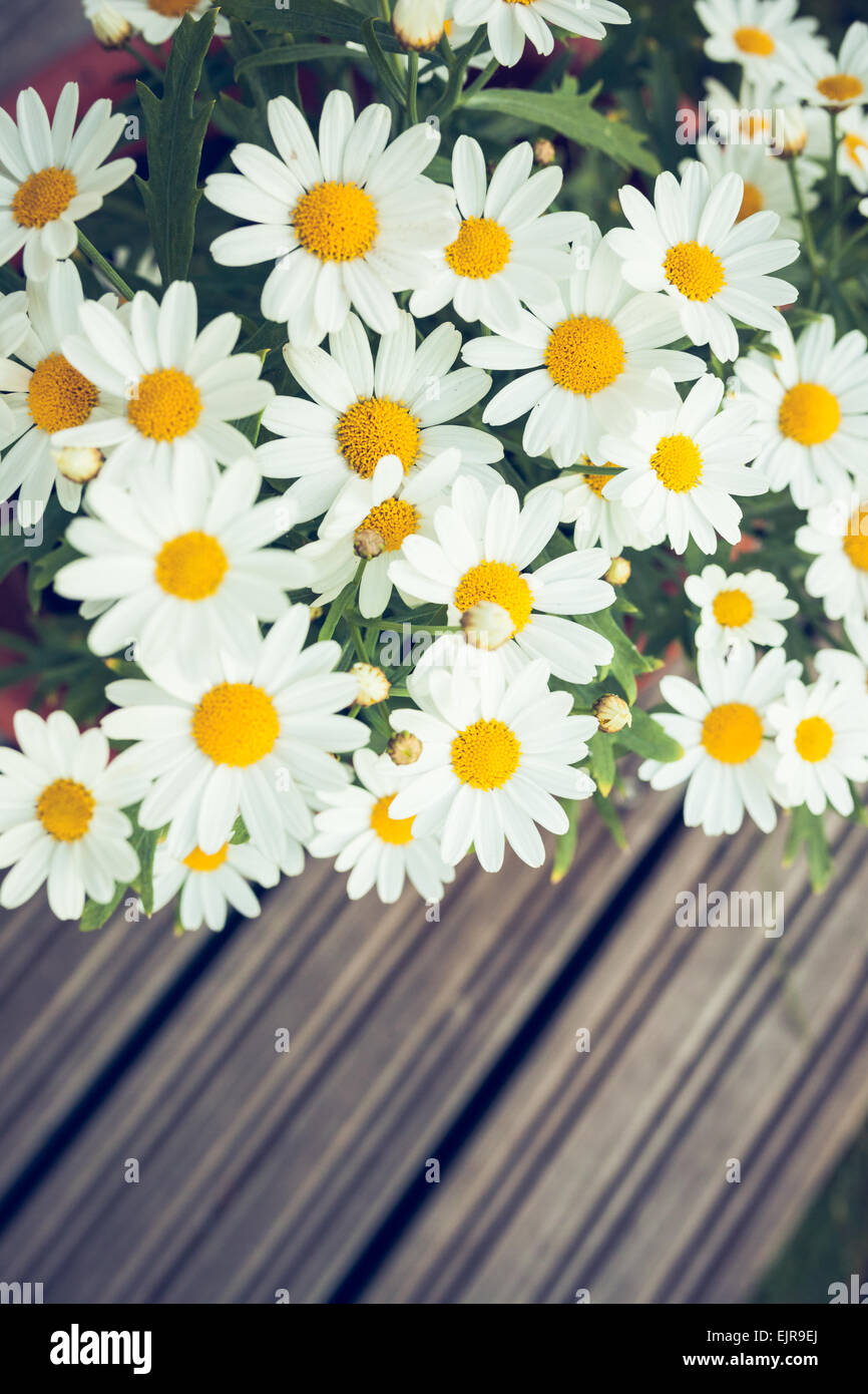 Daisies in a pot viewed from above Stock Photo - Alamy