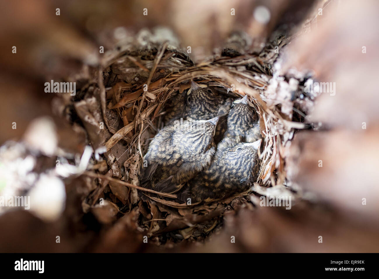 Inside bird next box hi-res stock photography and images - Alamy