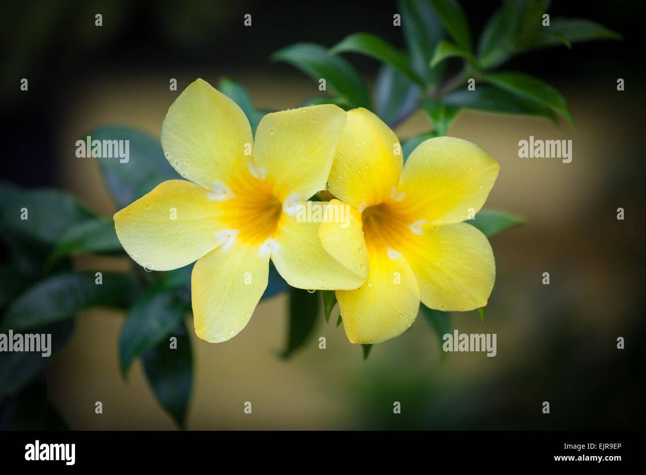 Allamanda flowers hi-res stock photography and images - Alamy