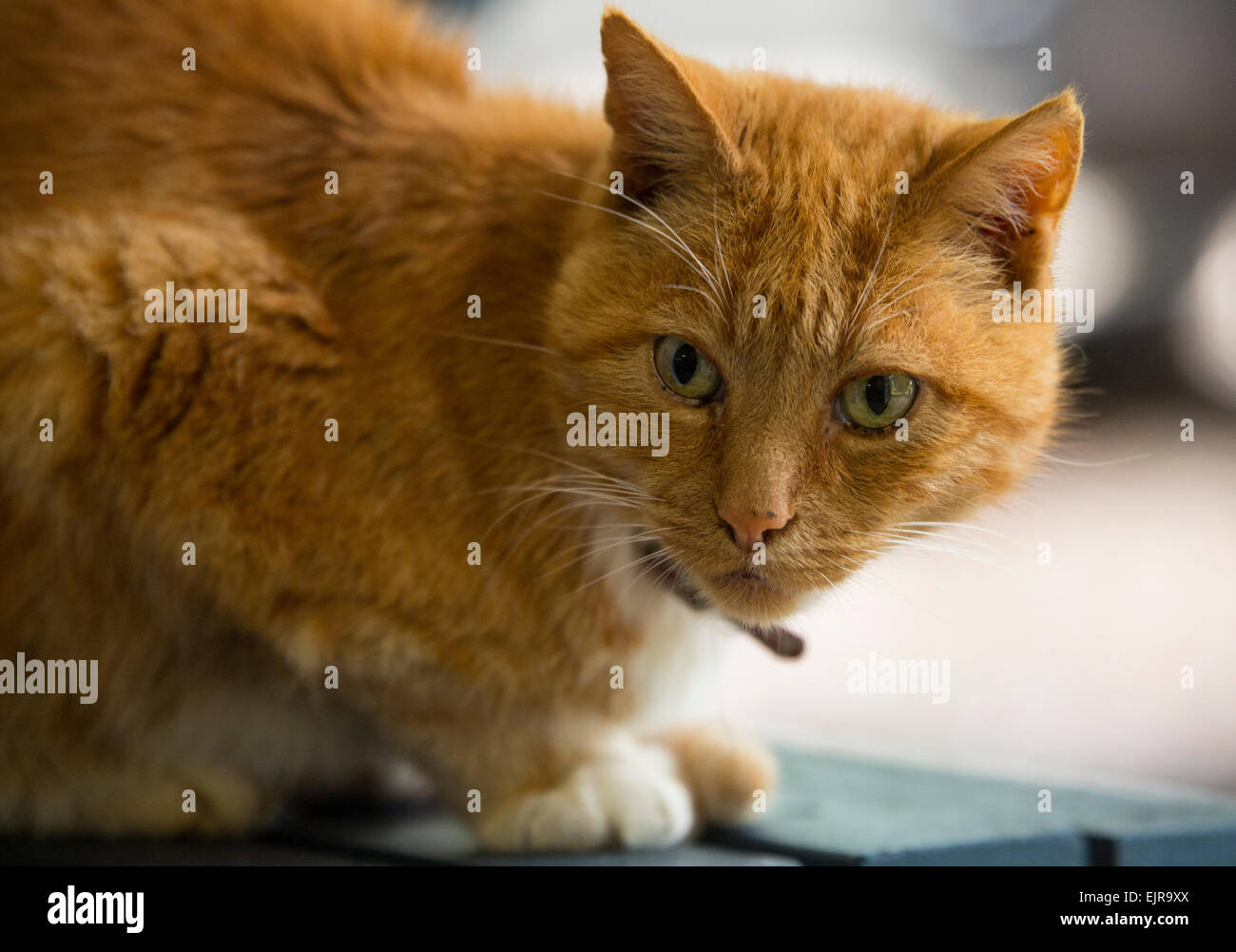 Ginger cat sitting on wooden bench Stock Photo - Alamy