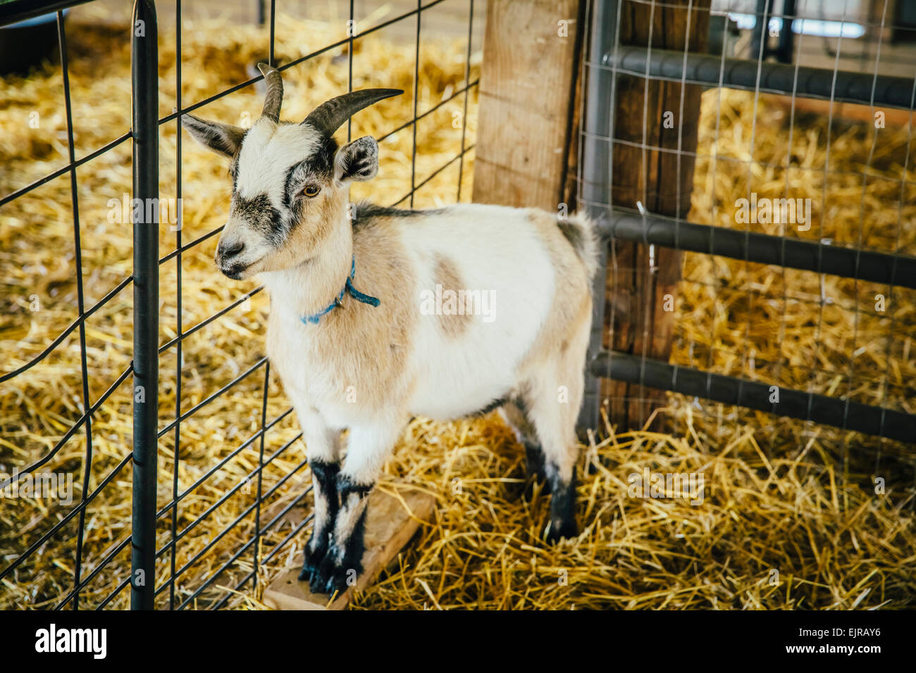 Goat standing in hay in barn Stock Photo - Alamy