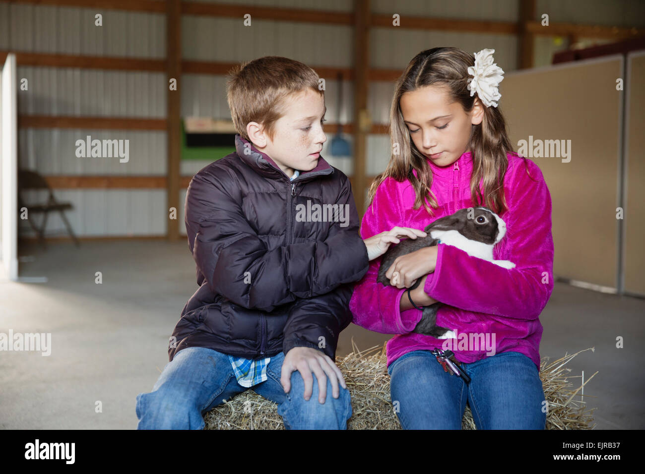 Caucasian children petting rabbit in barn Stock Photo - Alamy