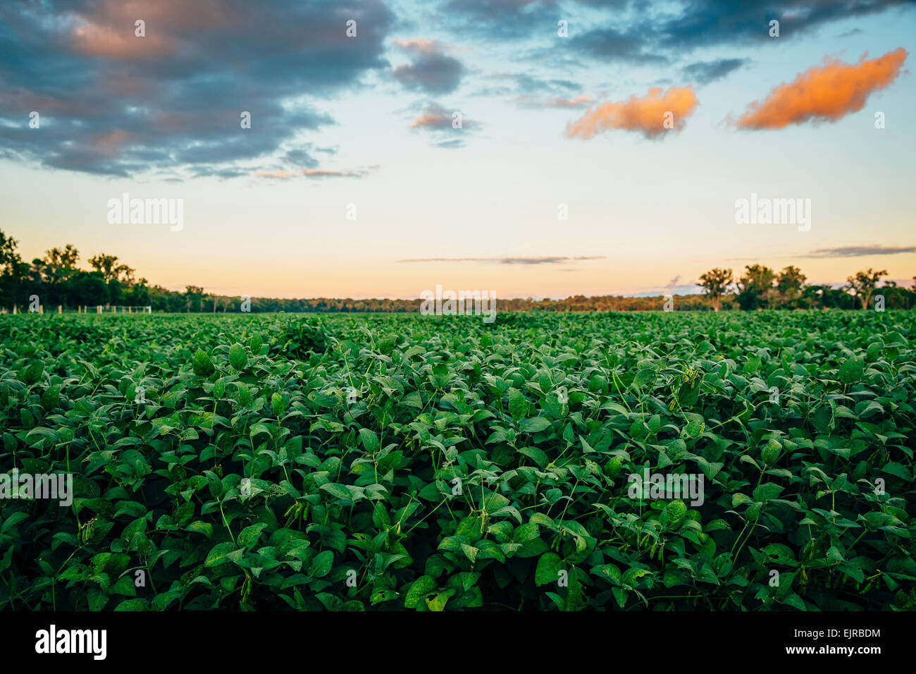Crop field under sunrise sky in rural landscape Stock Photo - Alamy