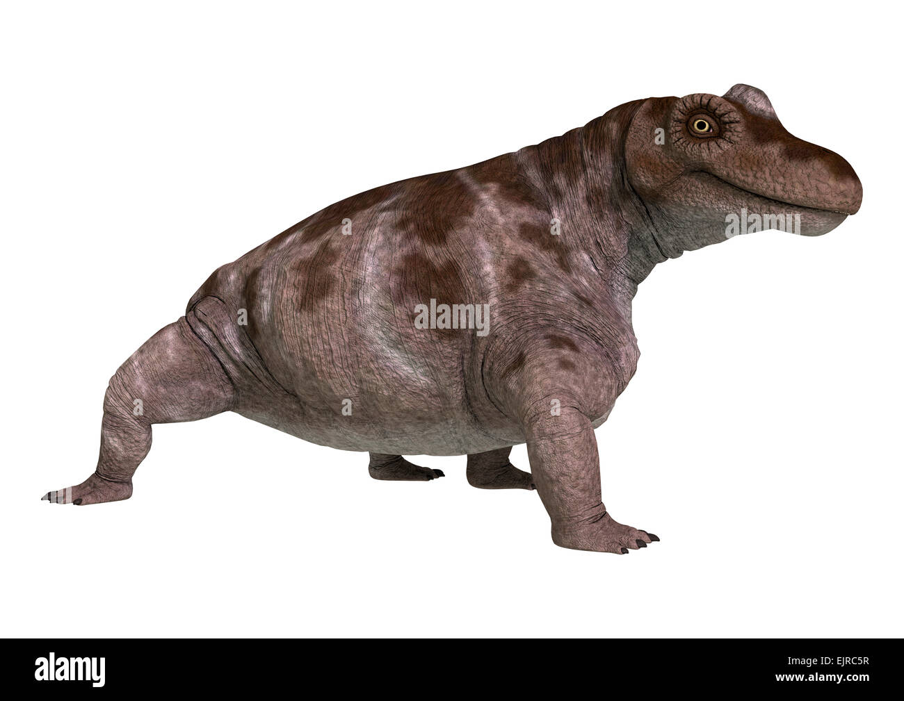 3D digital render of a dinosaur keratocephalus isolated on white ...