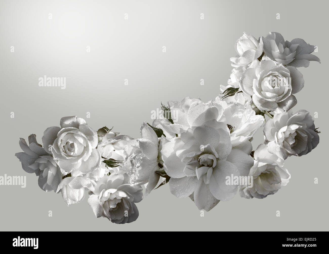 Beautiful horizontal frame with a bouquet of white roses with rain ...