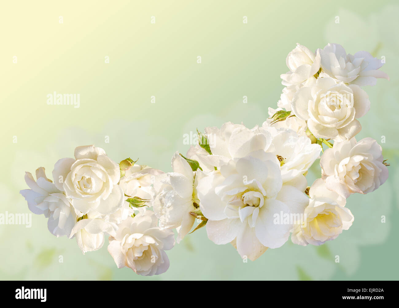 Beautiful horizontal frame with a bouquet of white roses with rain ...