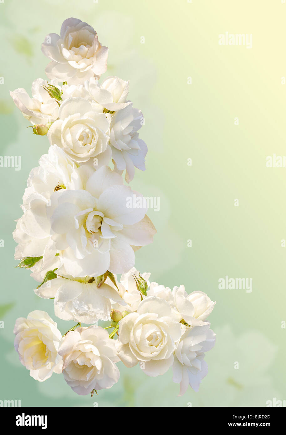 Beautiful vertical frame with a bouquet of white roses with rain drops ...