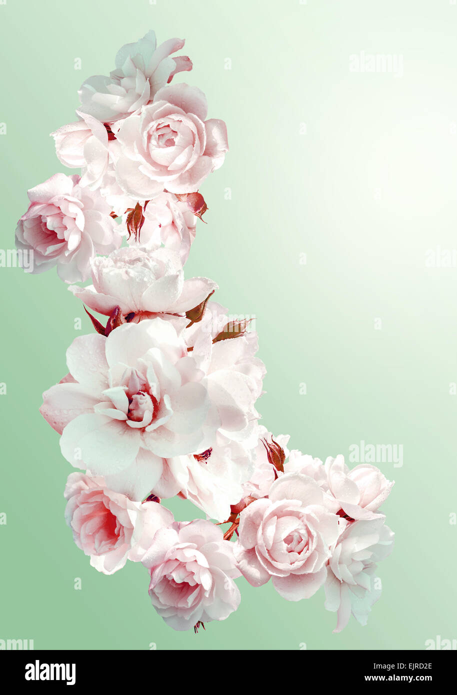 Beautiful vertical frame with a bouquet of white roses with rain drops ...
