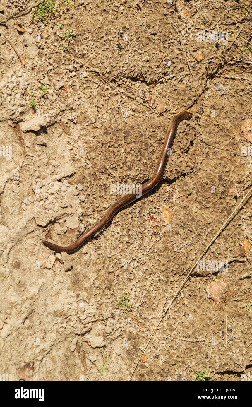 Slow-worm lizard on hot sandy road Stock Photo - Alamy