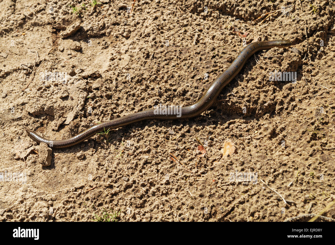 Shed sand lizard hi-res stock photography and images - Alamy