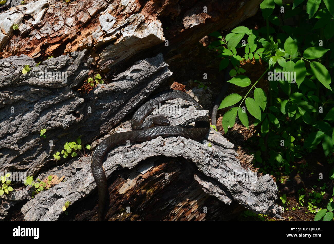 Snake log hi-res stock photography and images - Alamy