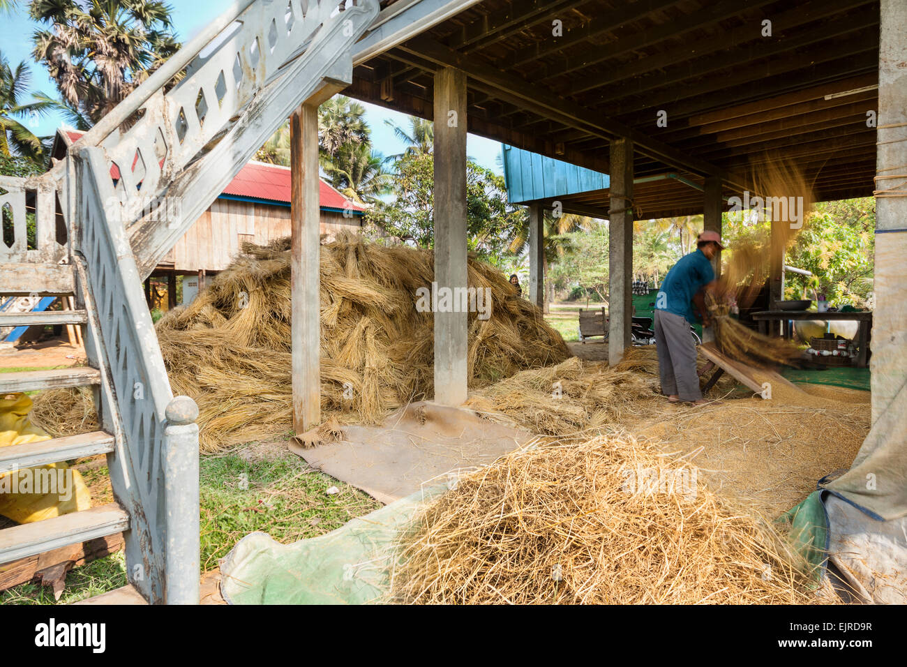 Harvest season in Cambodia - threshing rice in traditional ancient way ...