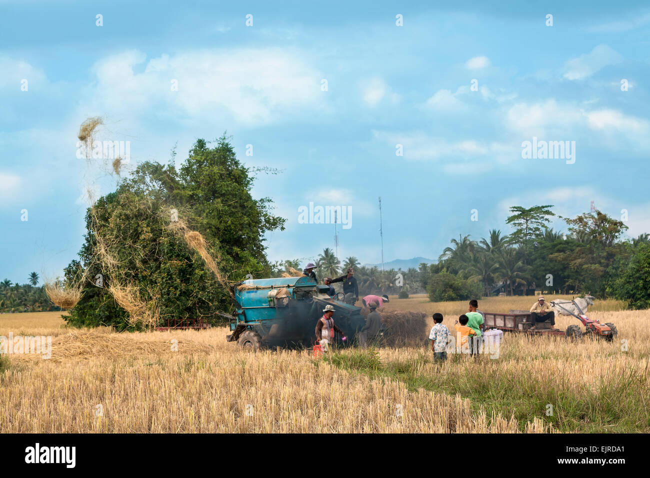 Harvest season in Cambodia, Asia. Threshing machine on the rice field ...