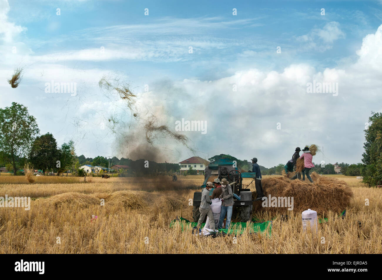 Harvest season in Cambodia, Asia. Threshing machine on the rice field ...