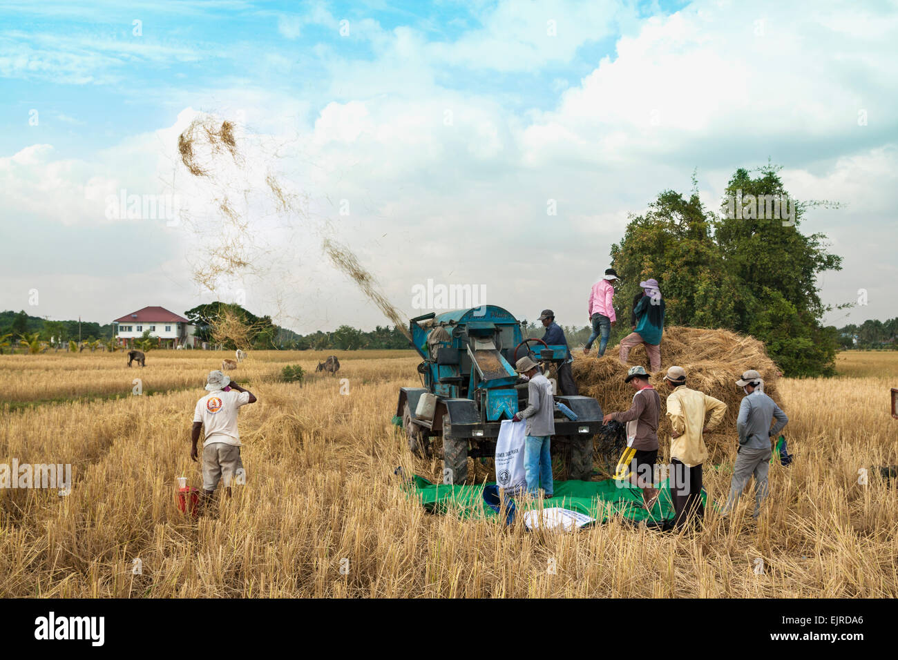 Harvest season in Cambodia, Asia. Threshing machine on the rice field ...