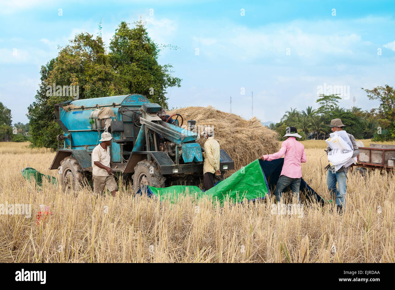 Threshing rice crops hi-res stock photography and images - Alamy