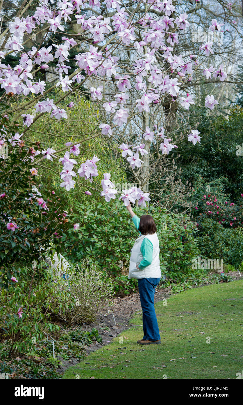 Woman looking at Magnolia sargentiana flowers in spring at RHS Wisley ...