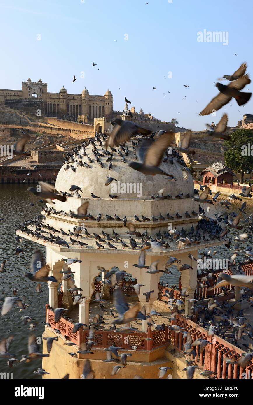 India, Rajasthan, Jaipur, city of Amber, pigeons flying Stock Photo - Alamy