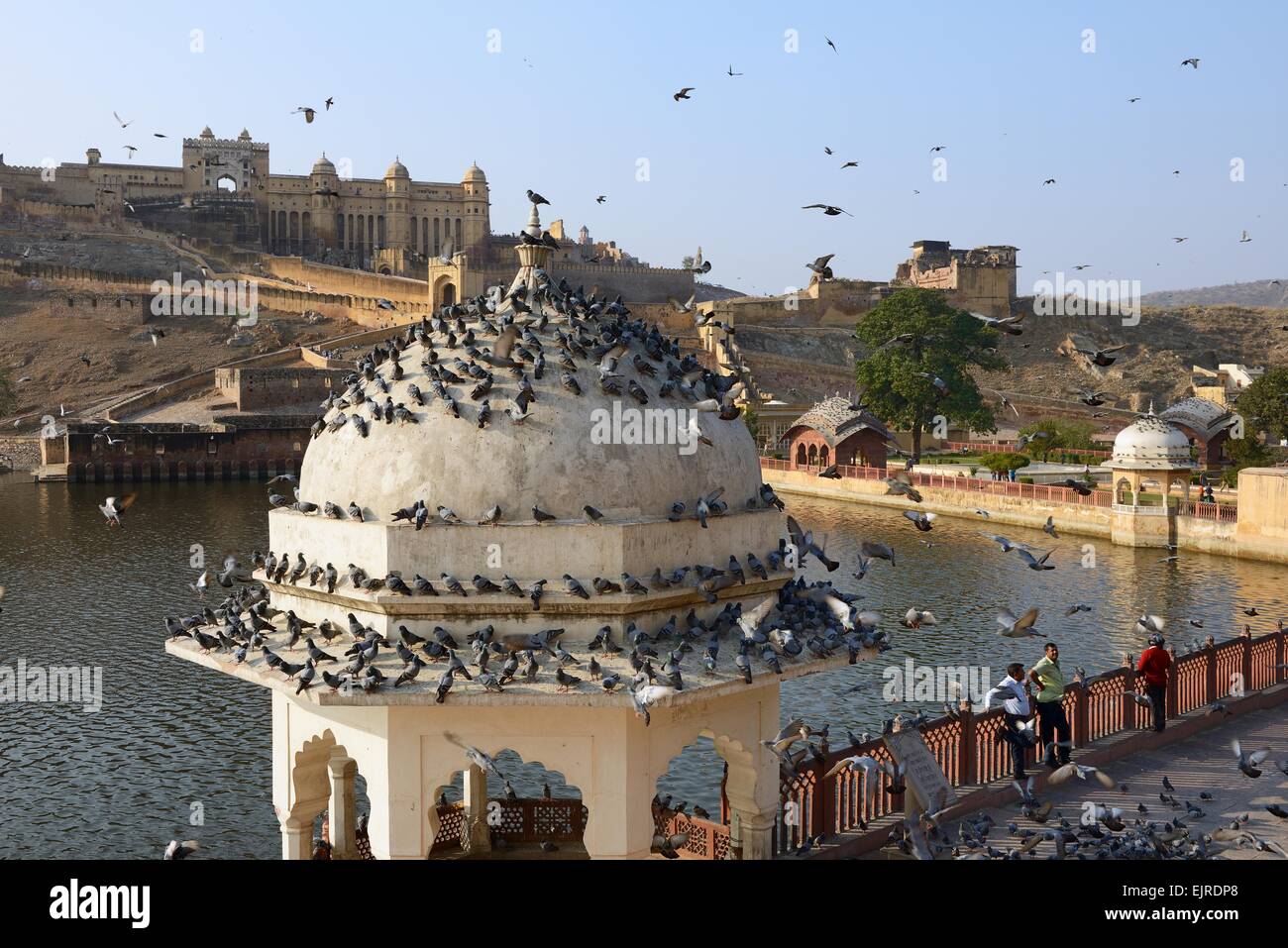 India, Rajasthan, Jaipur, city of Amber, pigeons flying Stock Photo - Alamy