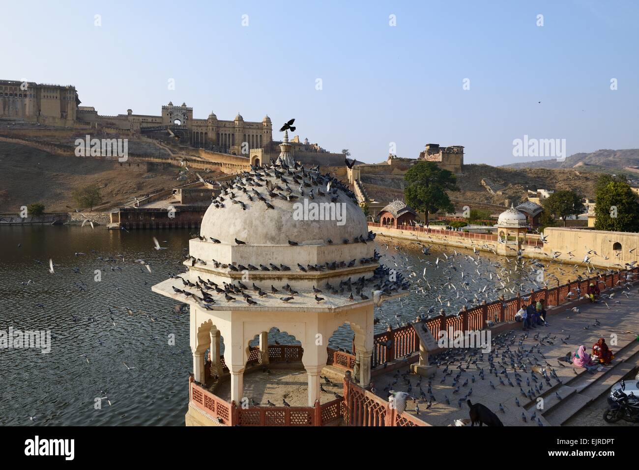 India, Rajasthan, Jaipur, city of Amber, pigeons flying Stock Photo - Alamy