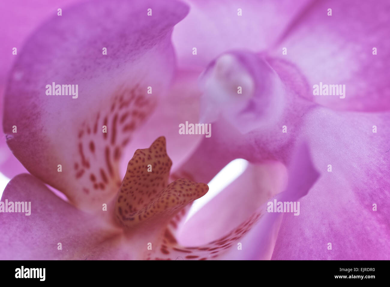 Orchid family, is the largest family of the flowering plants ...