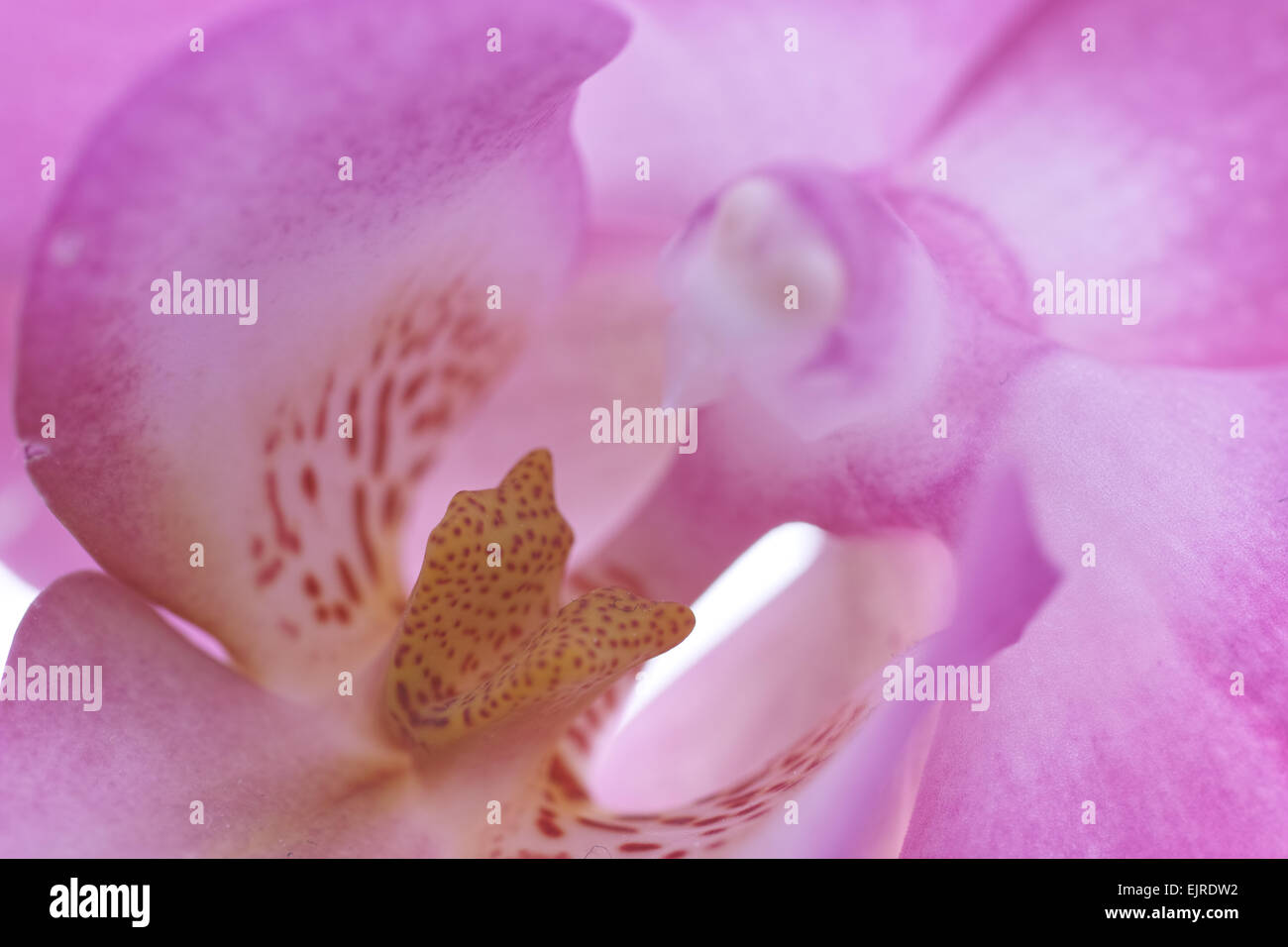 Orchid family, is the largest family of the flowering plants ...