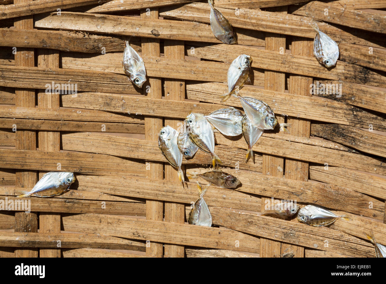 Fish in wicker basket Stock Photo - Alamy