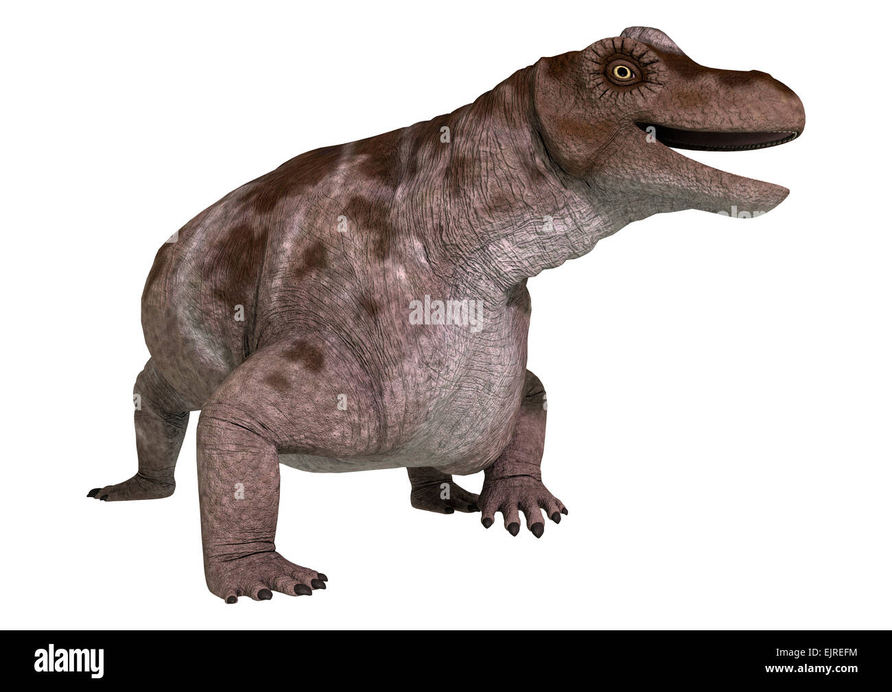 3D digital render of a dinosaur keratocephalus isolated on white ...