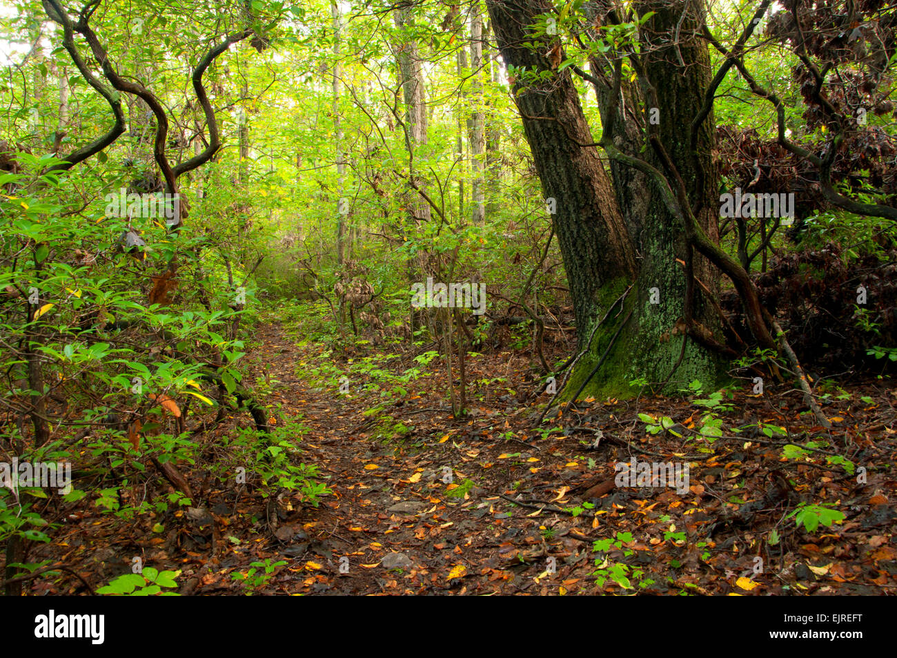 Mattabesett Trail, Cockaponset State Forest, Connecticut Stock Photo ...