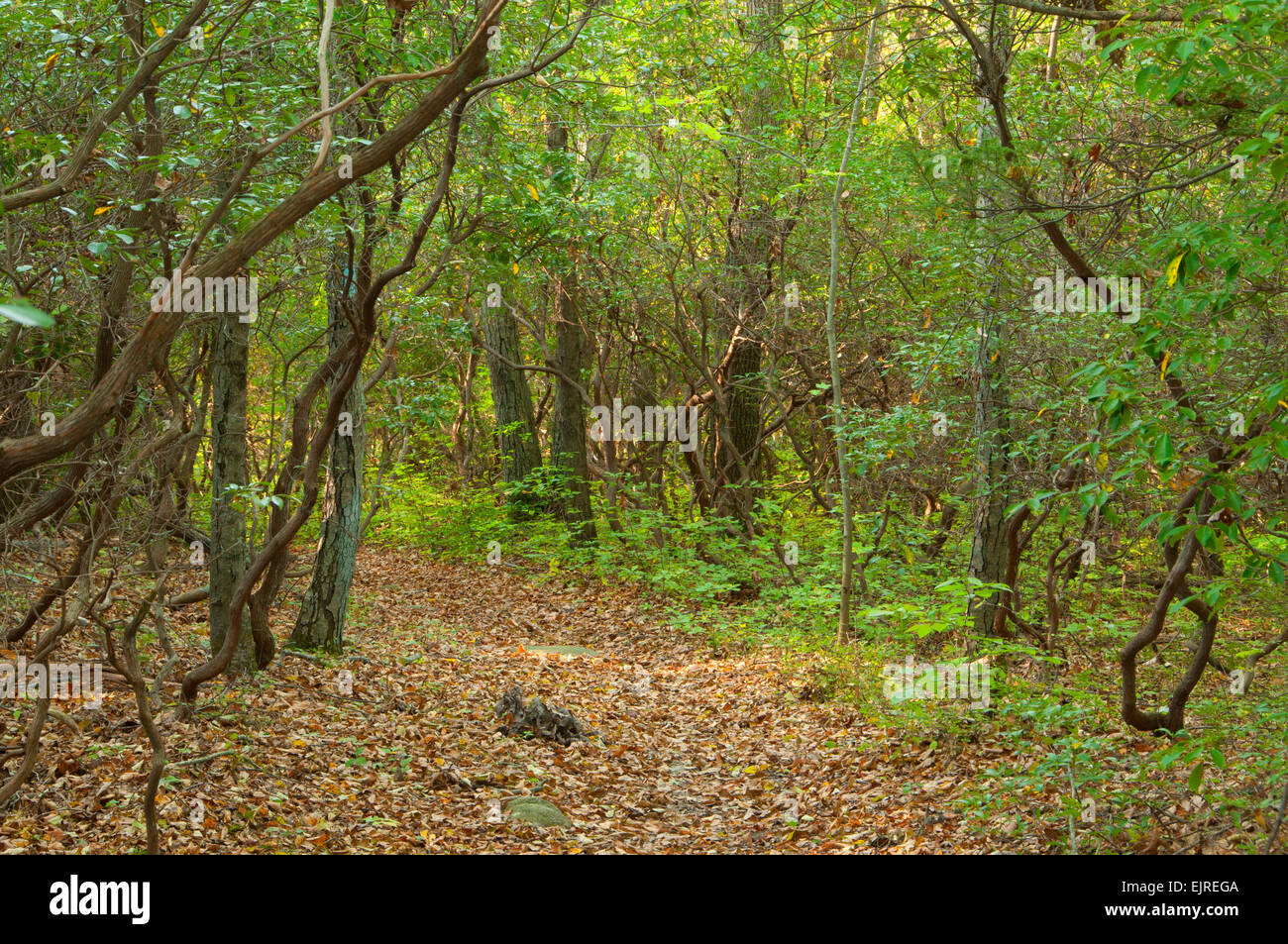 Cockaponset Trail, Cockaponset State Forest, Connecticut Stock Photo ...