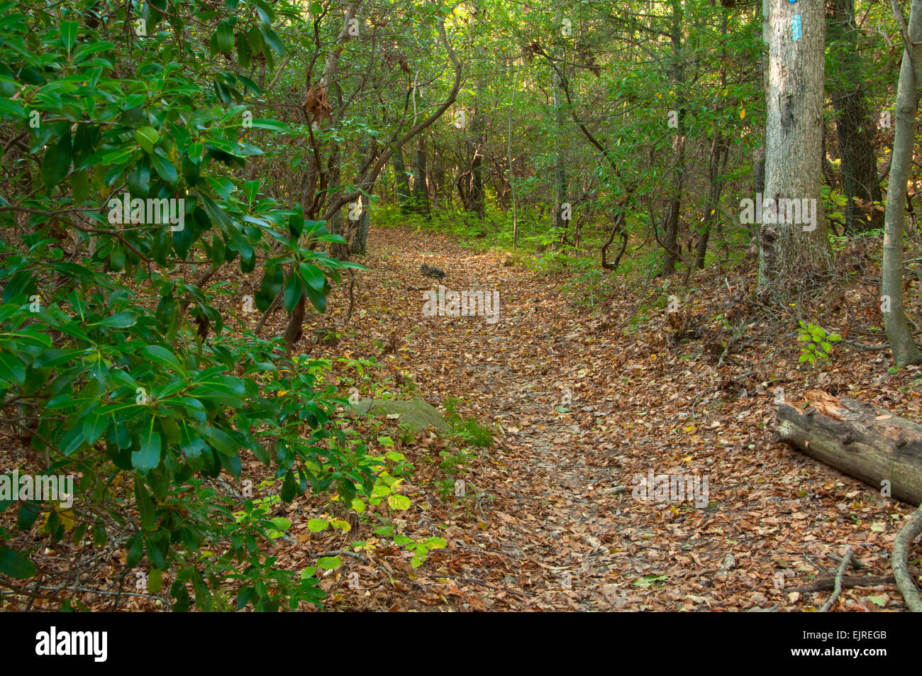 Cockaponset Trail, Cockaponset State Forest, Connecticut Stock Photo ...