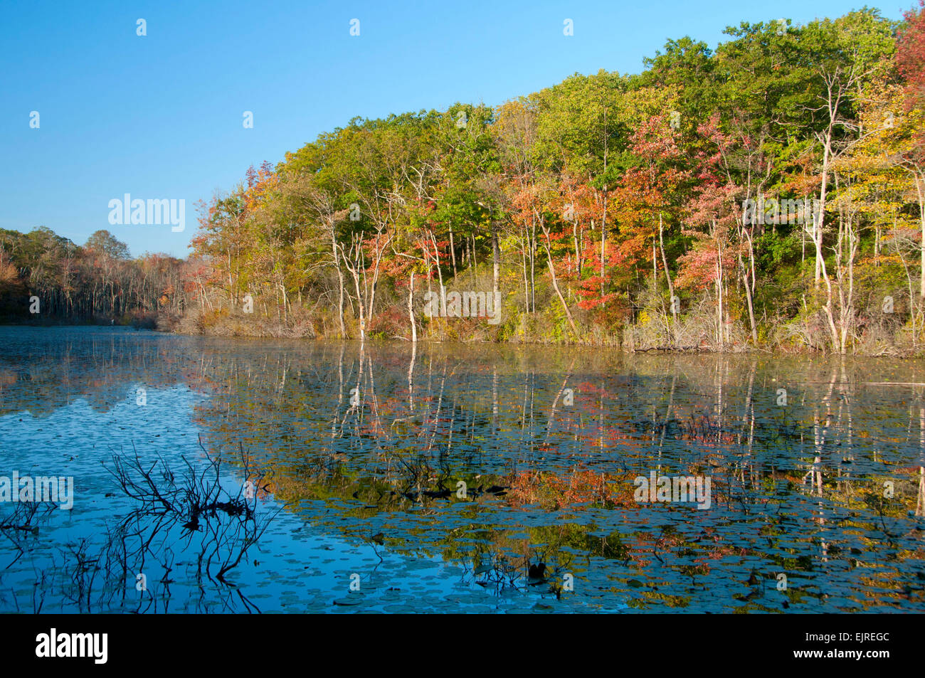 Hackney Pond, Cockaponset State Forest, Connecticut Stock Photo - Alamy