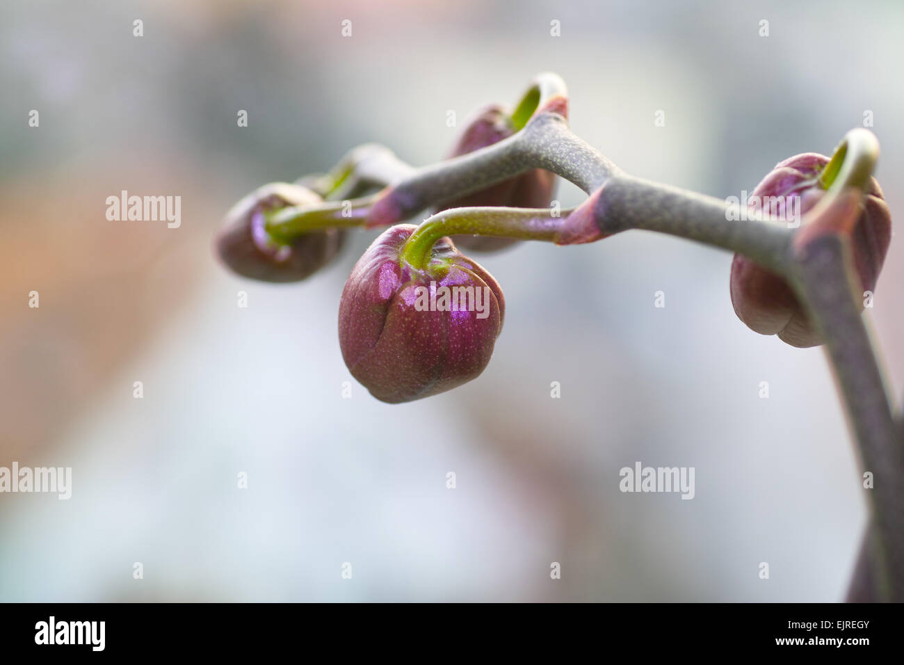 Orchid family, is the largest family of the flowering plants ...