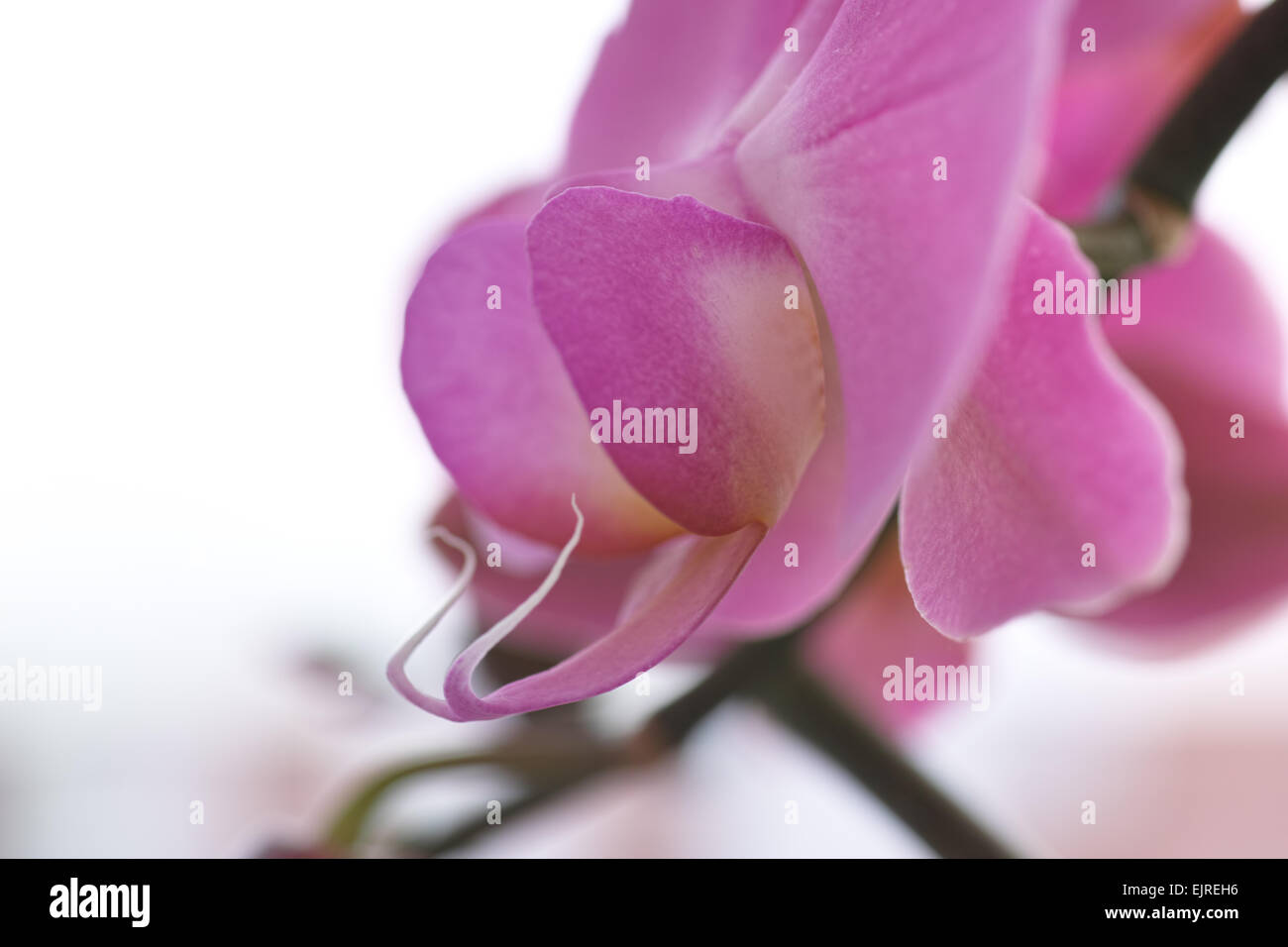 Orchid family, is the largest family of the flowering plants ...