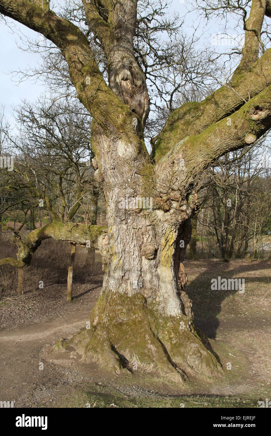 Birnam wood oak tree hi-res stock photography and images - Alamy