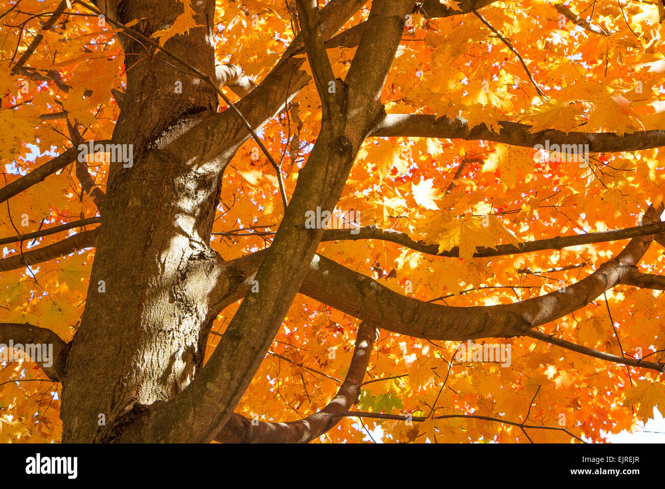 The bright leaves of a maple tree in autumn Stock Photo - Alamy