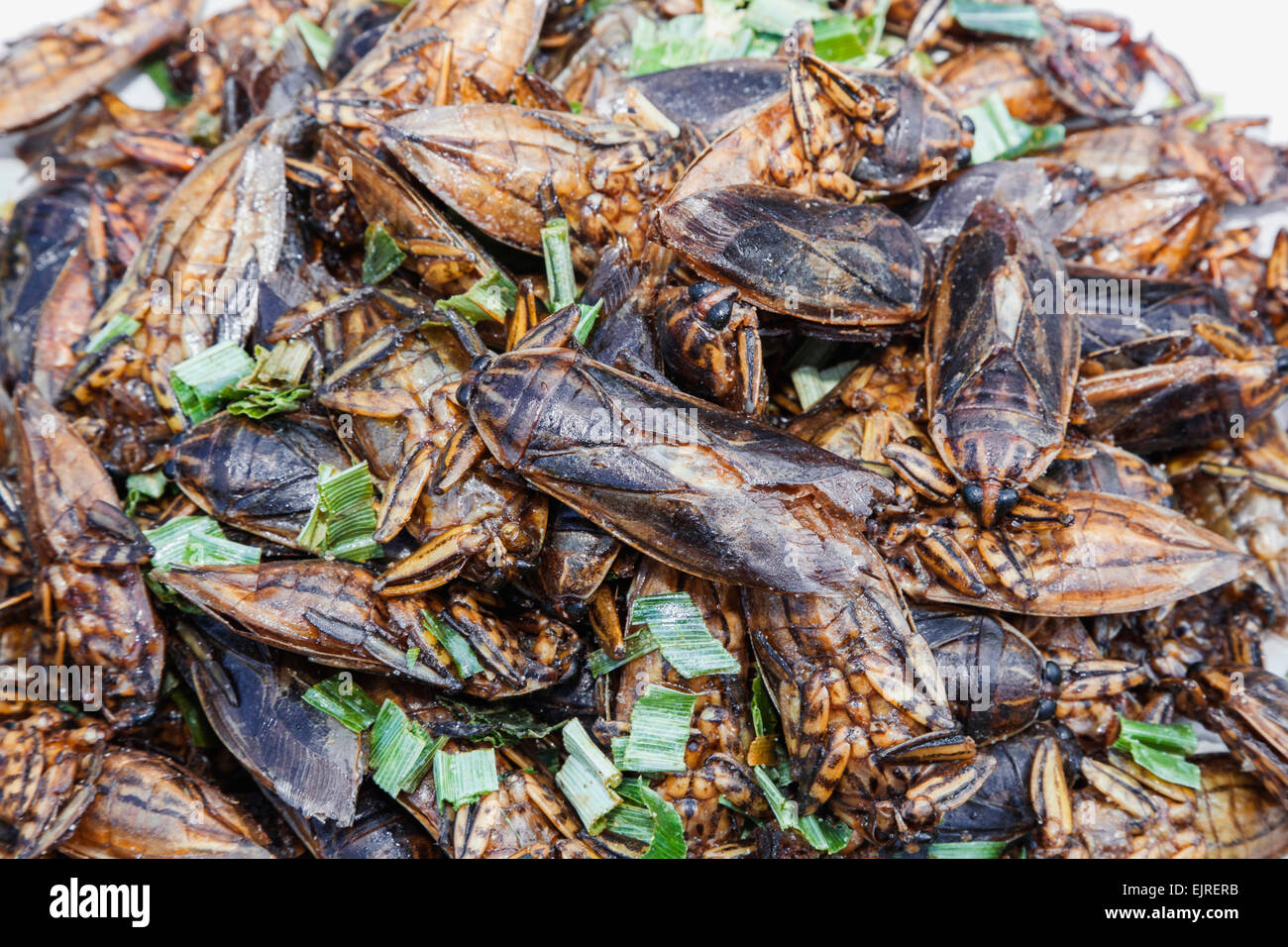 Cockroaches at market hi-res stock photography and images - Alamy