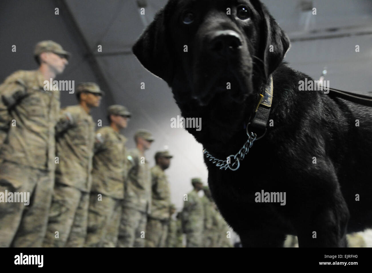 “Major Butch,” a therapy dog with the 219th Medical Detachment Combat ...