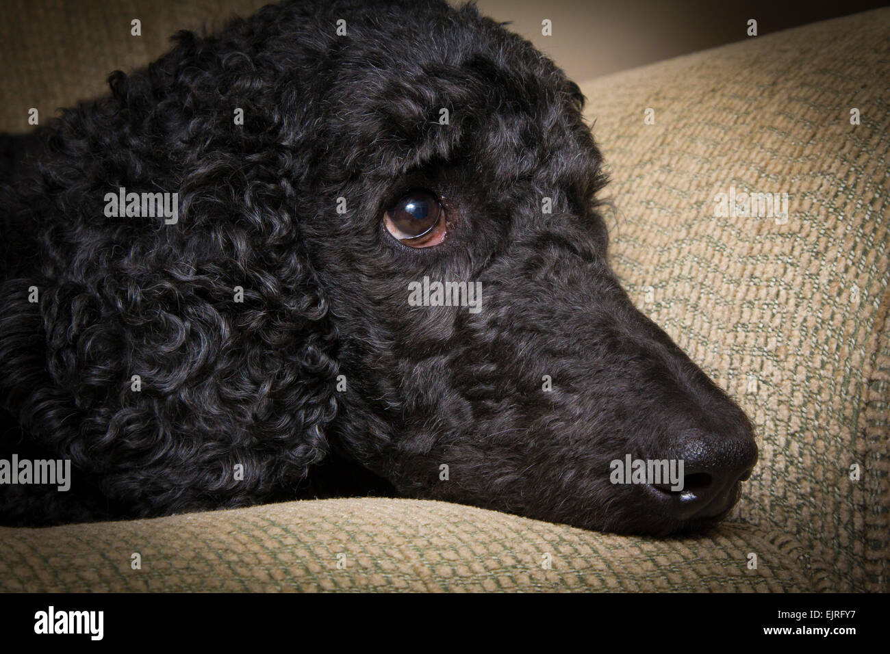 Blue Dyed Standard Poodle