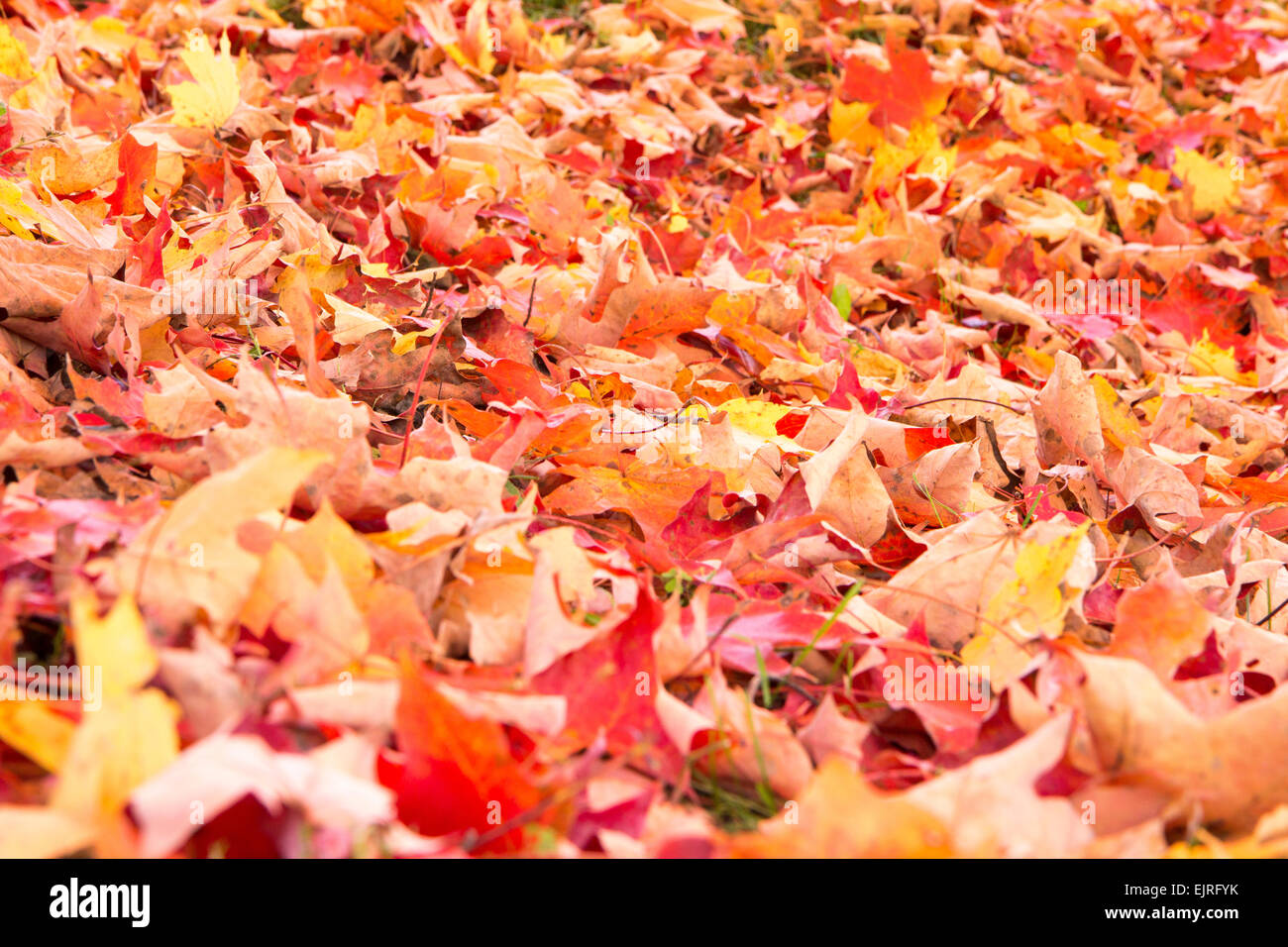 Brightly colored leaves litter the ground during Autumn in New Jersey ...