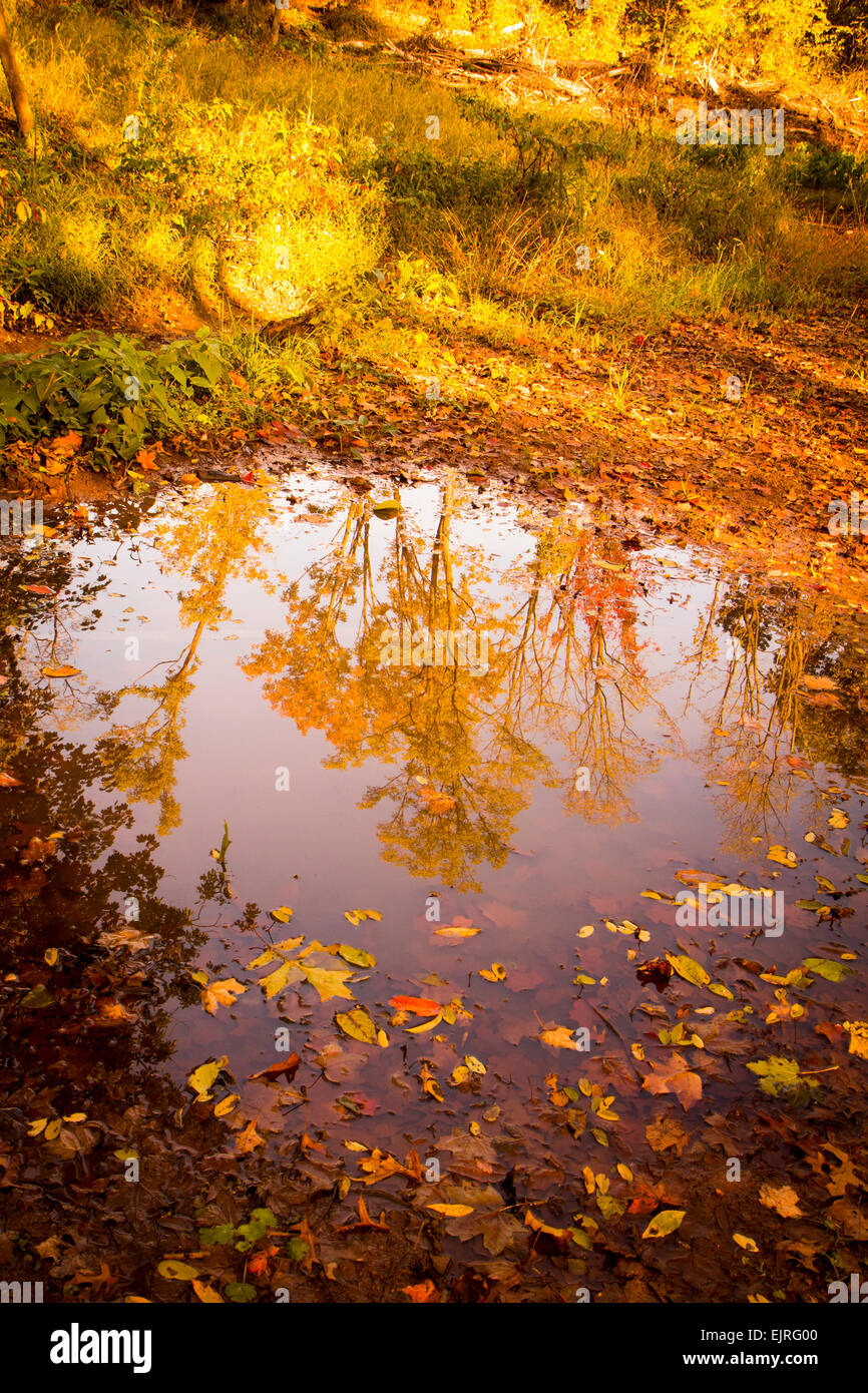 The changing trees of Autumn are reflected in a large puddle; brightly ...