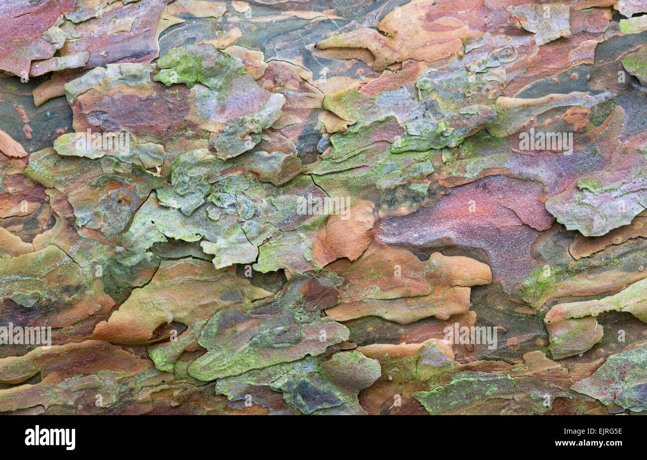 Pinus. Pine tree bark Stock Photo - Alamy