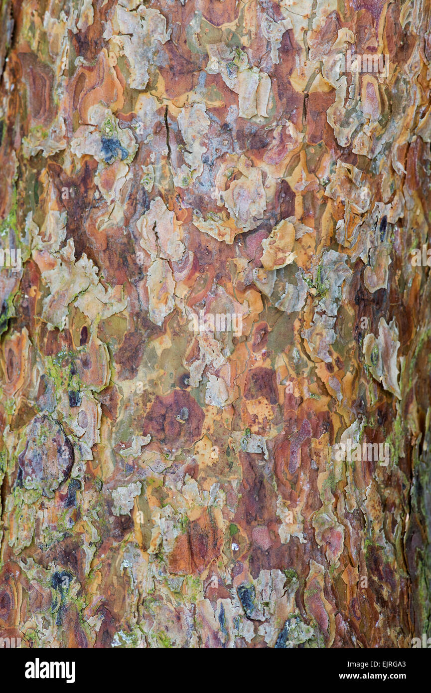 Pinus. Pine tree bark Stock Photo - Alamy