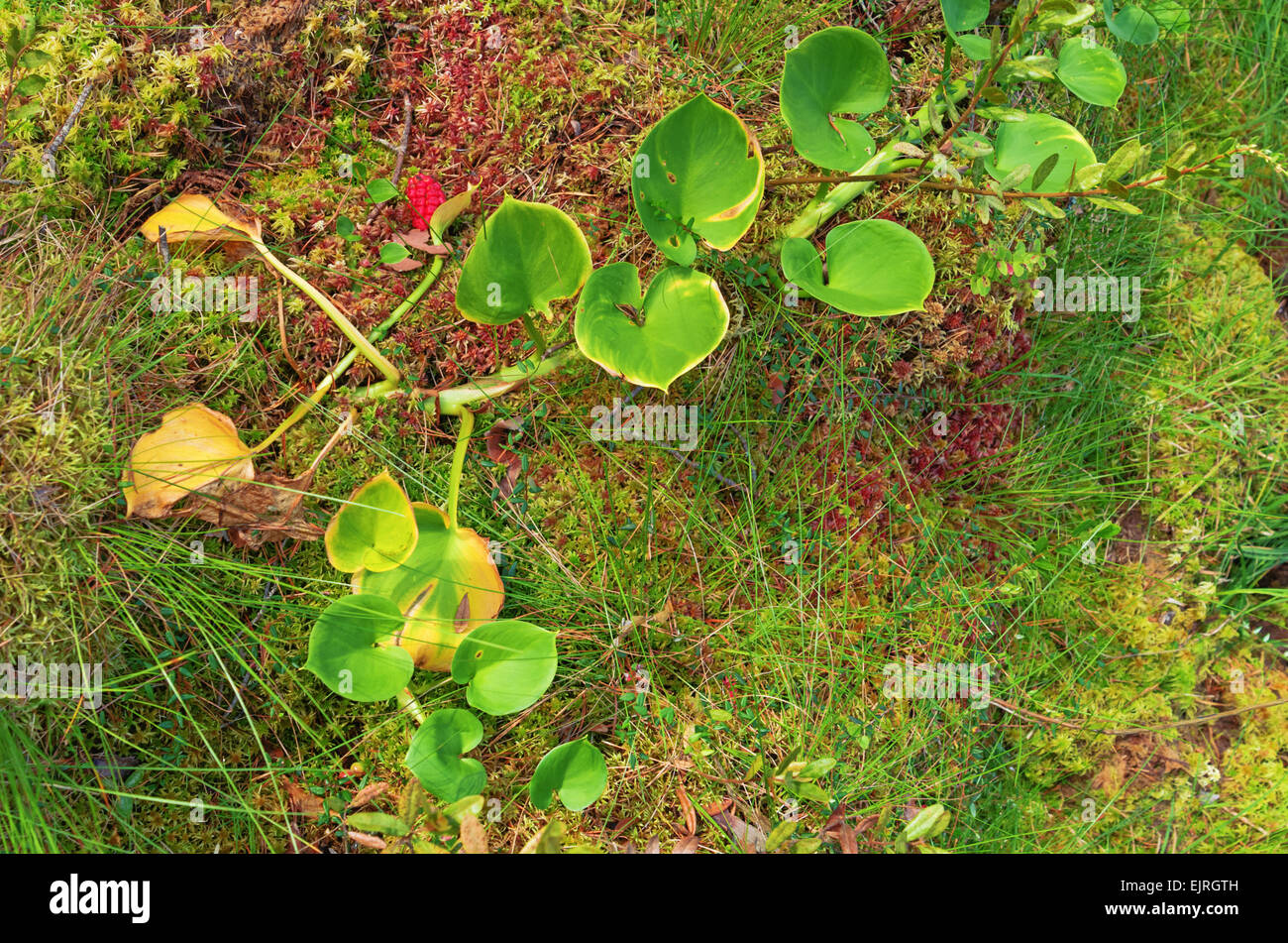 Red berry cluster lie on moss marsh background Stock Photo - Alamy