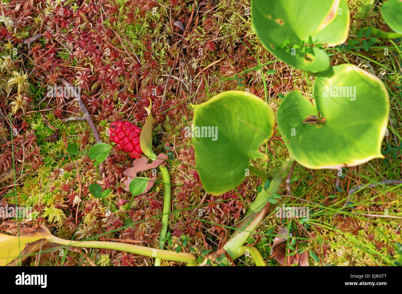 Red berry cluster lie on moss marsh background Stock Photo - Alamy