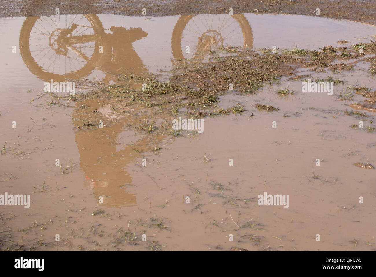 cyclist riding downhill mountain bike reflected in muddy puddle Stock ...