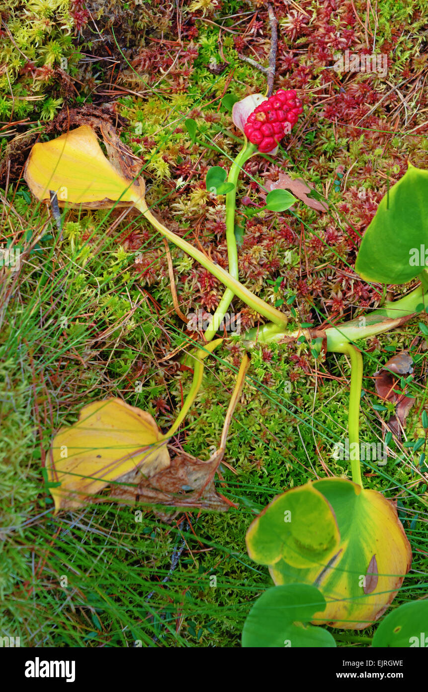 Red berry cluster lie on moss marsh background Stock Photo - Alamy