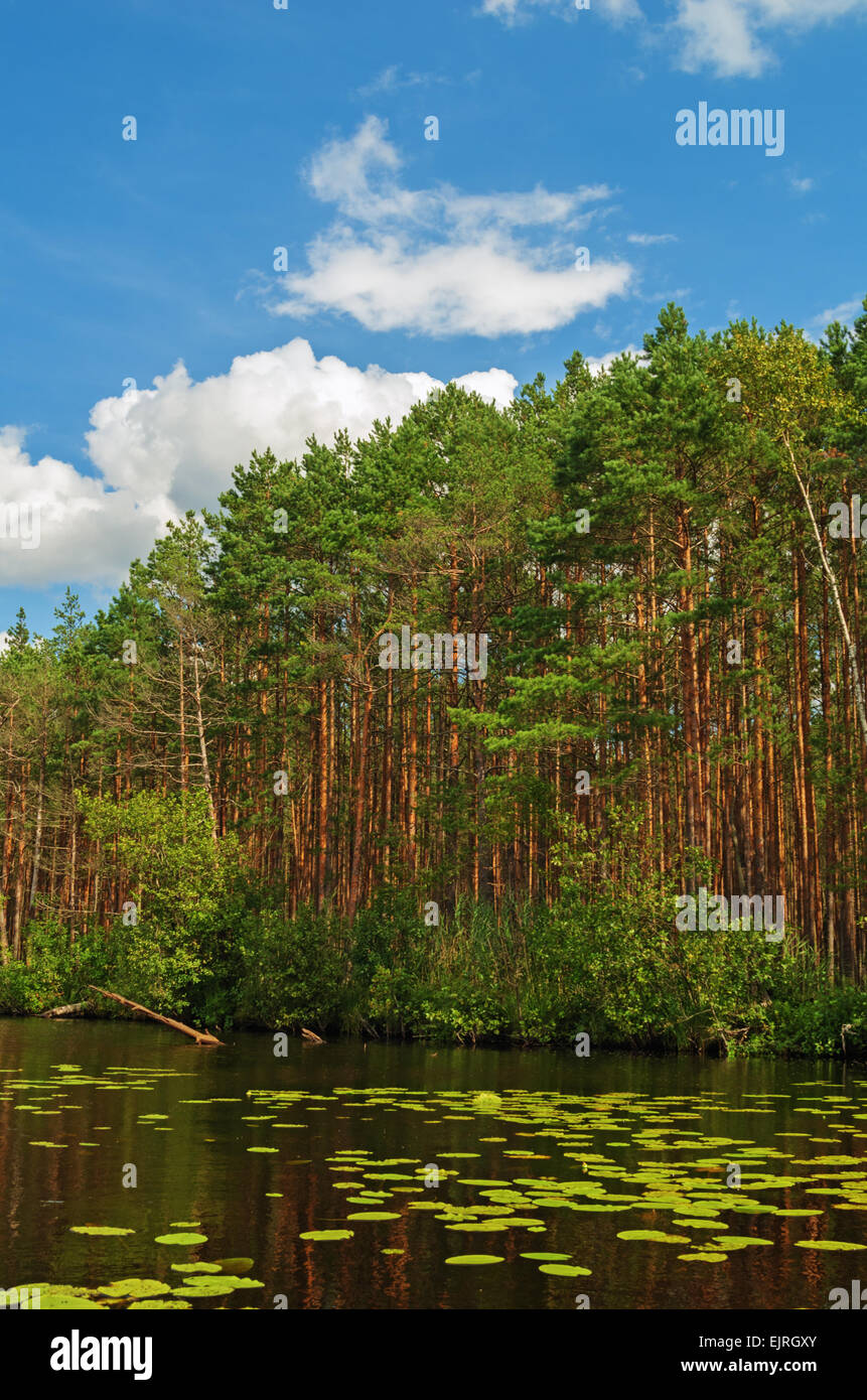 Beautiful wispy moss hi-res stock photography and images - Alamy