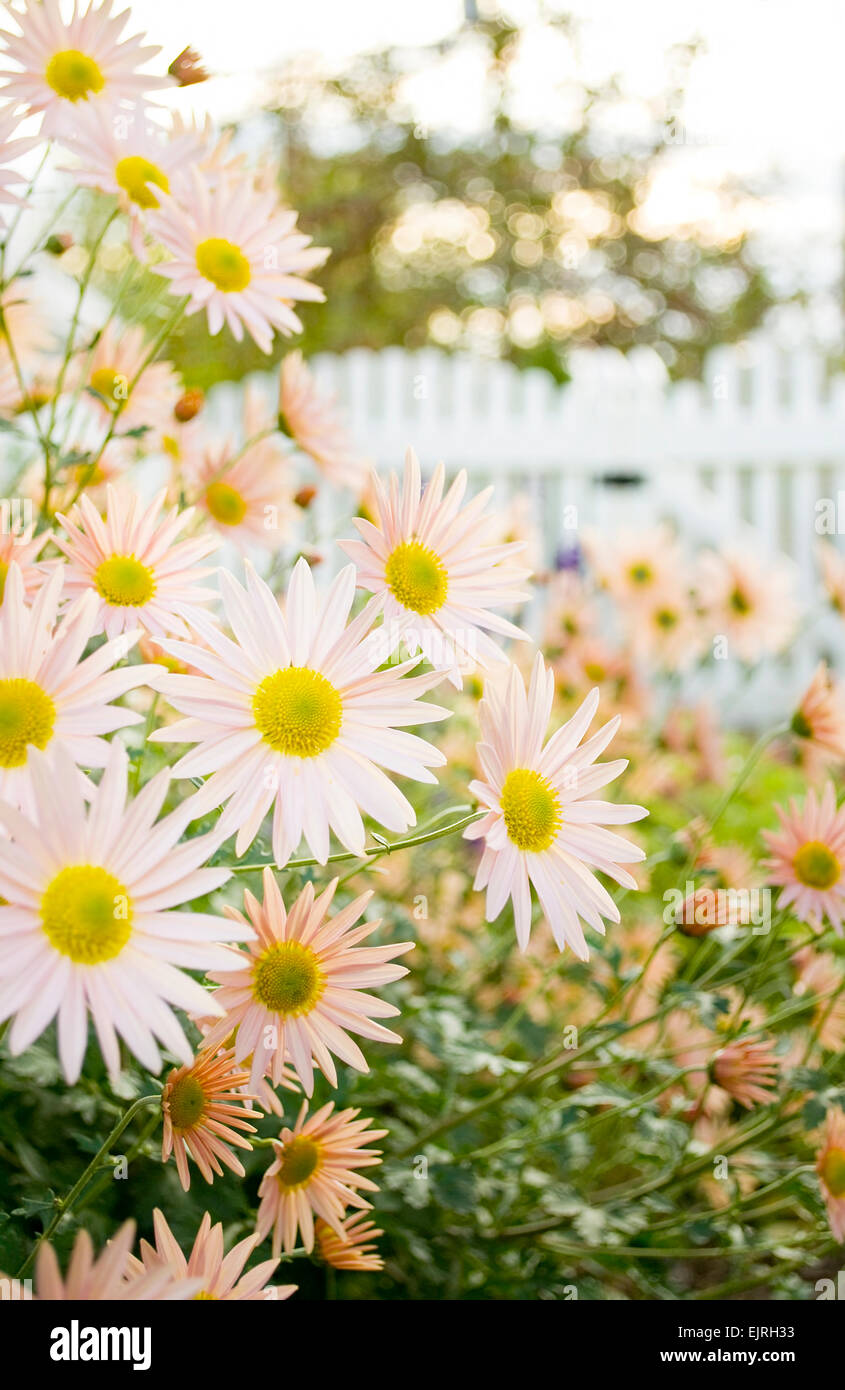 Daisies in a garden Stock Photo - Alamy